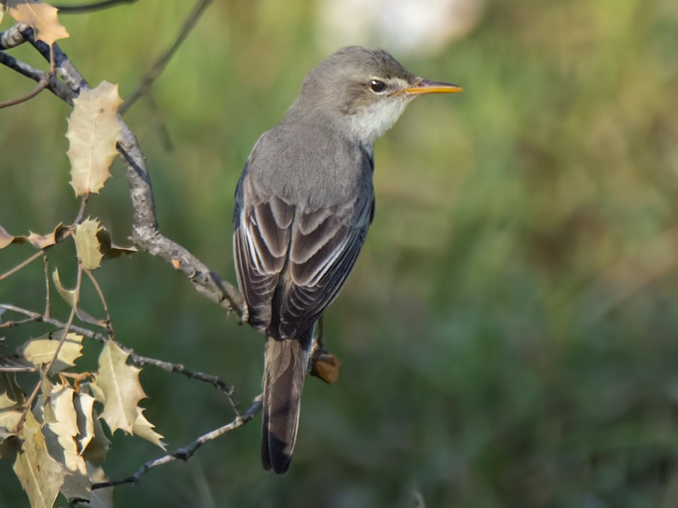 Olive-tree Warbler - eBird