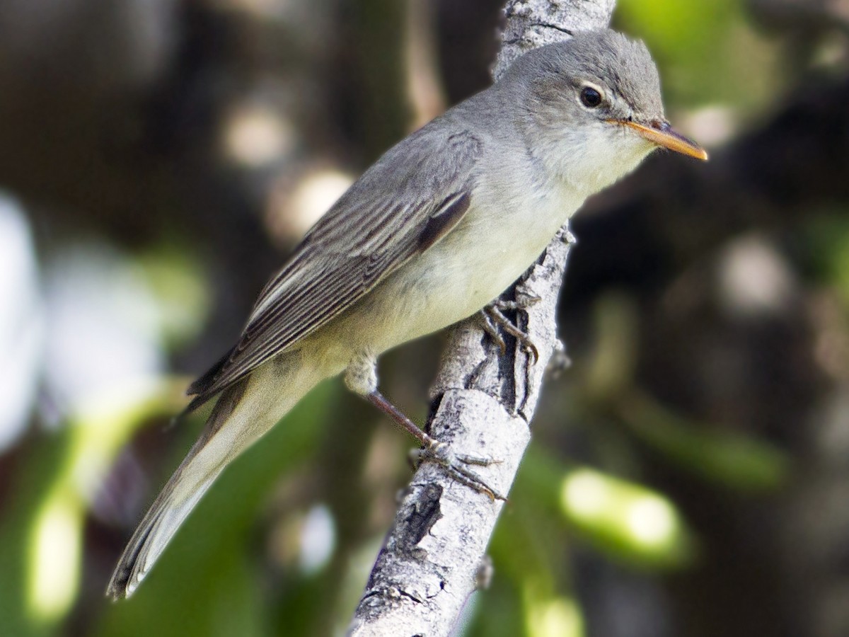 Olive-tree Warbler - Hippolais olivetorum - Birds of the World