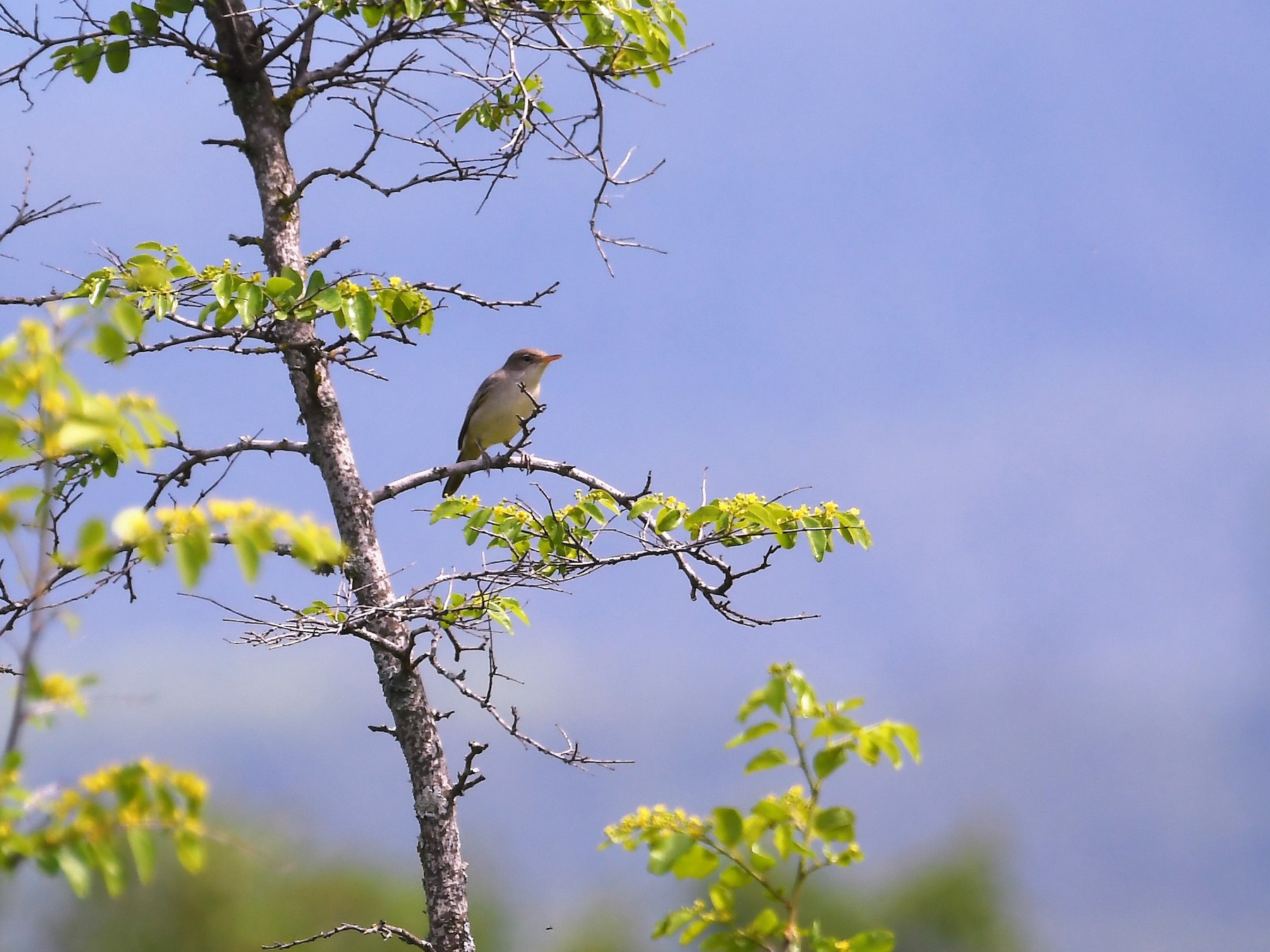 Olive-tree Warbler - eBird