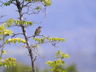 Olive-tree Warbler - eBird