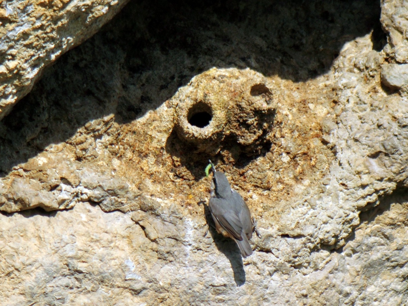 Western Rock Nuthatch - eBird