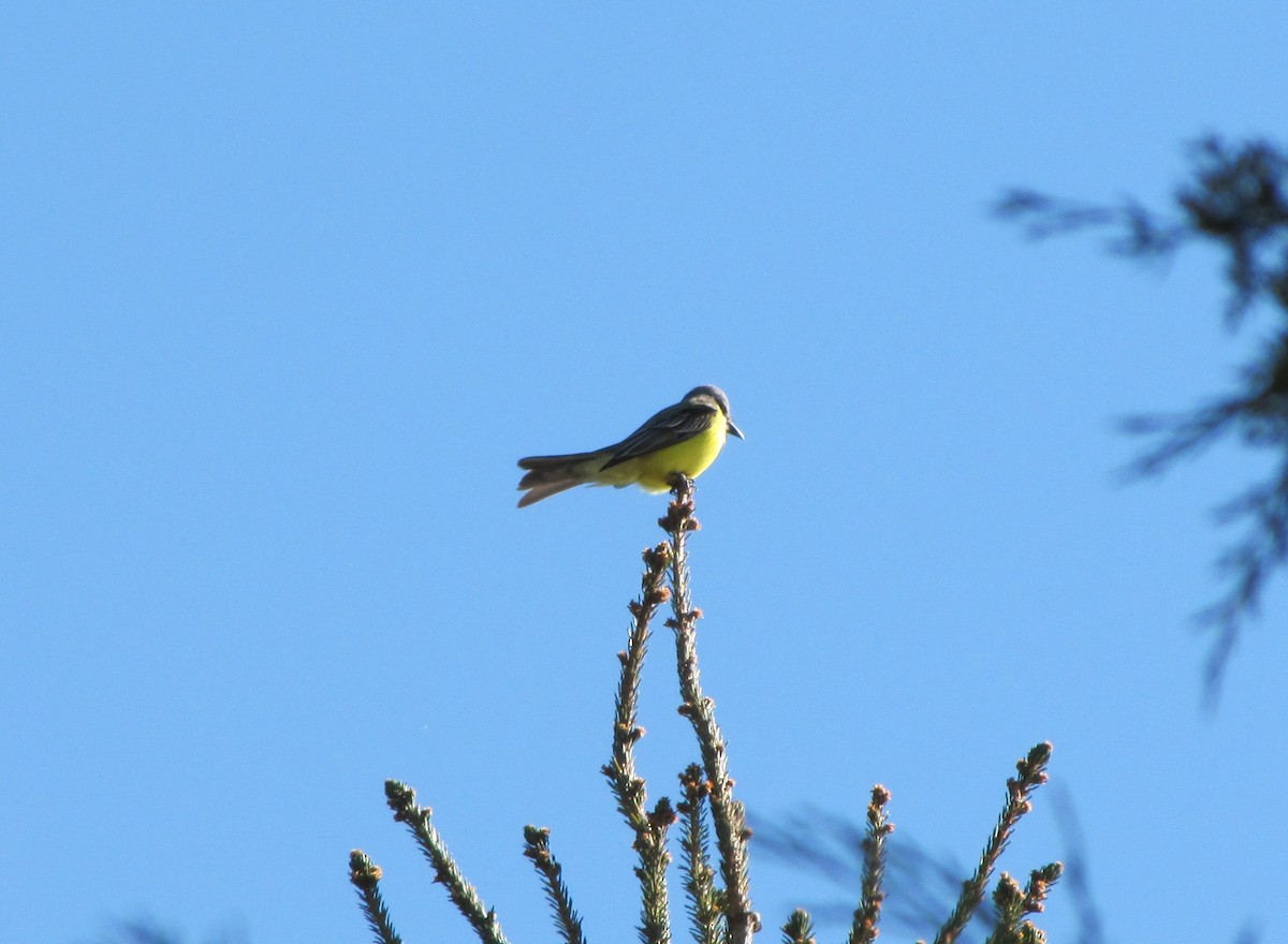 eBird Checklist - 11 Nov 2014 - Mason Rd. Pond - 8 species