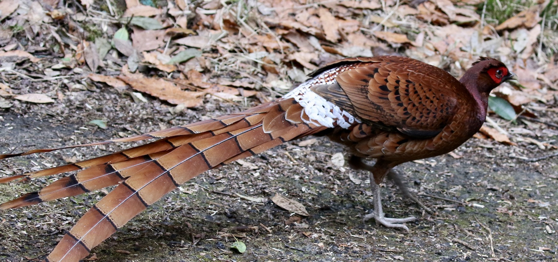 Copper Pheasant - eBird