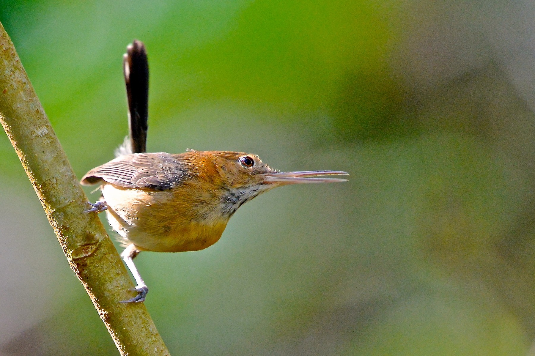 Long-billed Gnatwren (rufiventris Group) - eBird