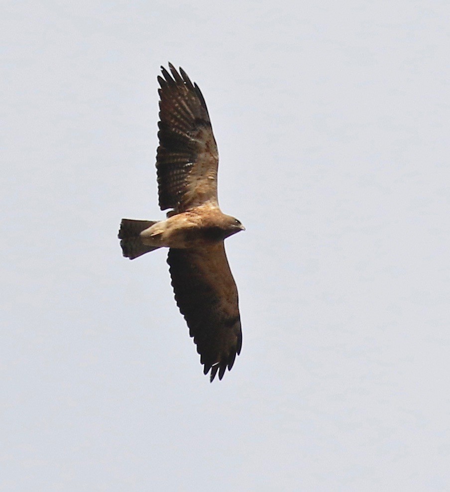 eBird Checklist - 10 Feb 2019 - Granjeno area - 24 species (+1 other taxa)