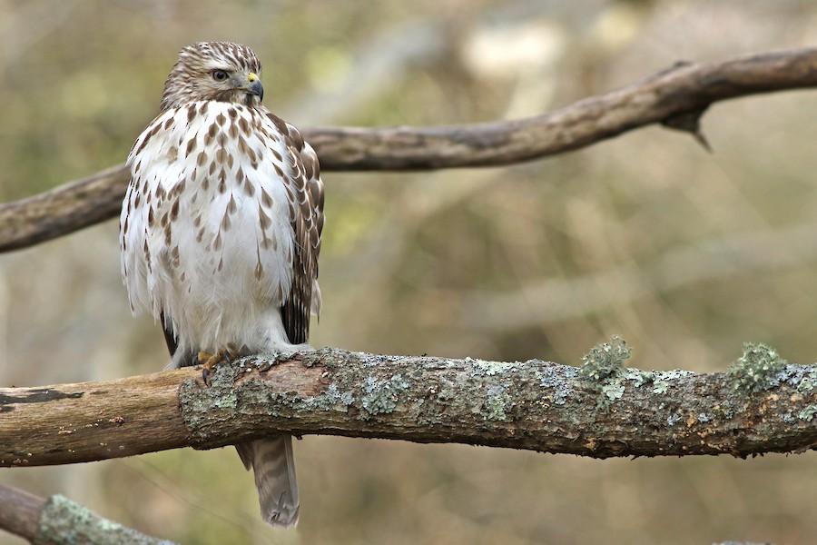 Aguililla Pecho Rojo (grupo lineatus) - eBird