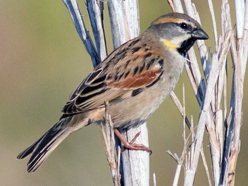 Dead Sea Sparrow - Passer moabiticus - Birds of the World