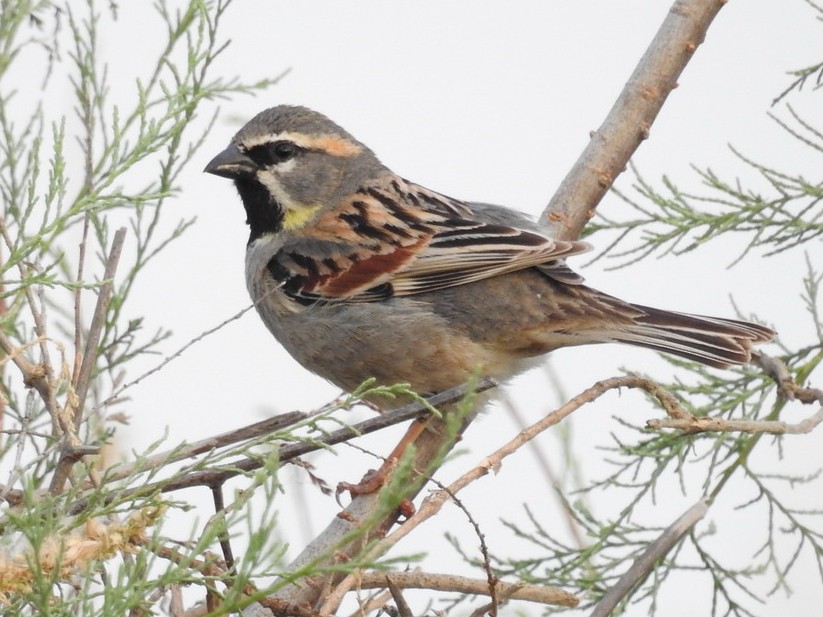 Dead Sea Sparrow - eBird