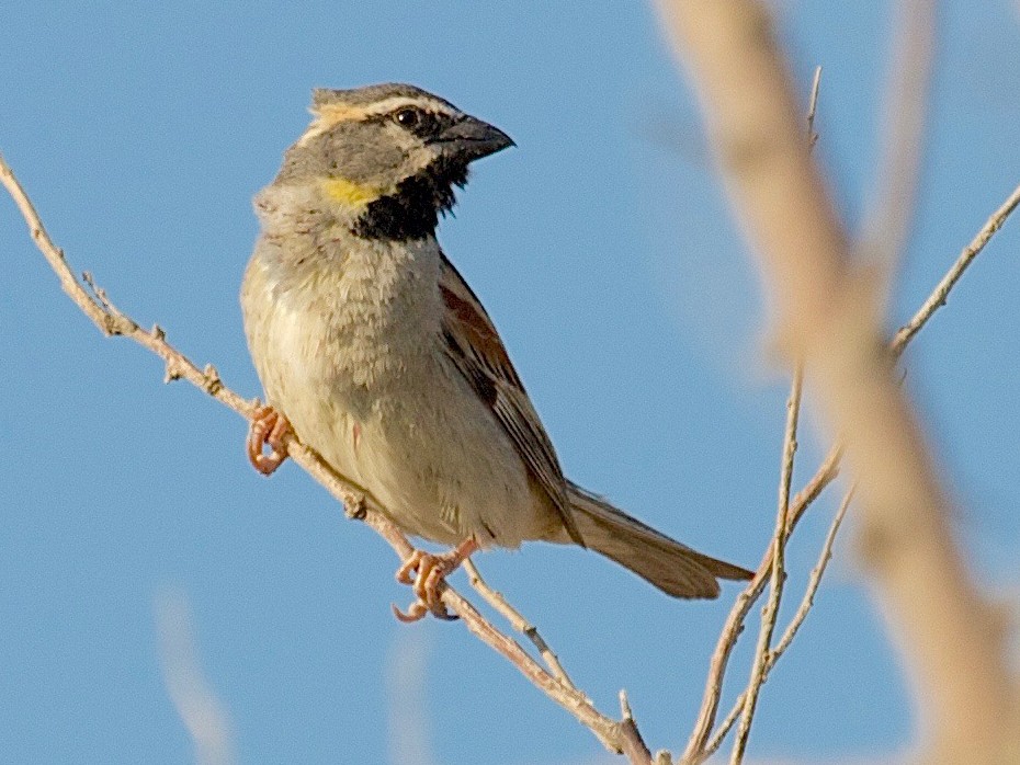 Dead Sea Sparrow - eBird