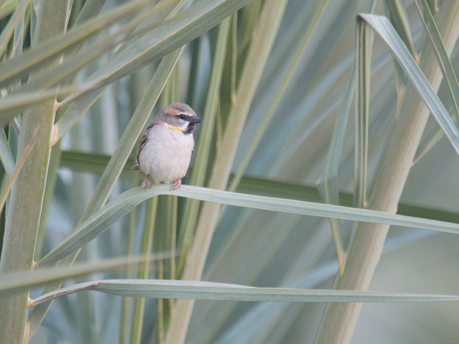Dead Sea Sparrow - eBird