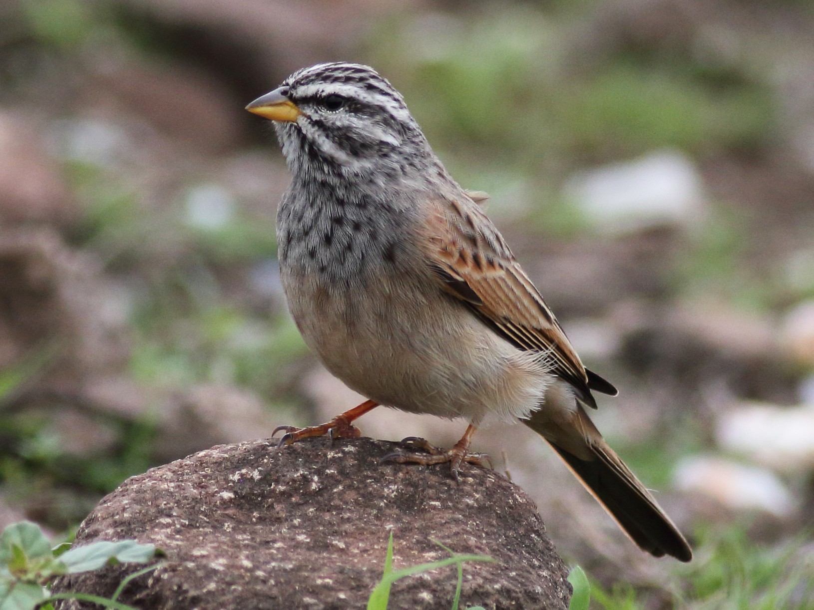 strnad pruhovaný - eBird