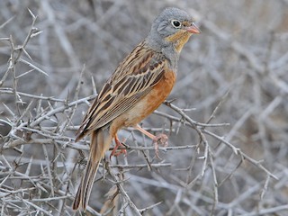 Cretzschmar's Bunting - Emberiza caesia - Birds of the World