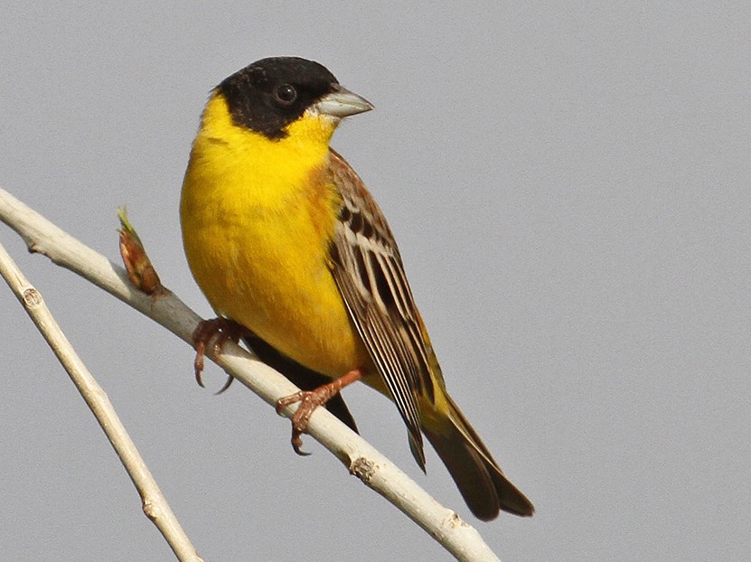 strnad černohlavý - eBird