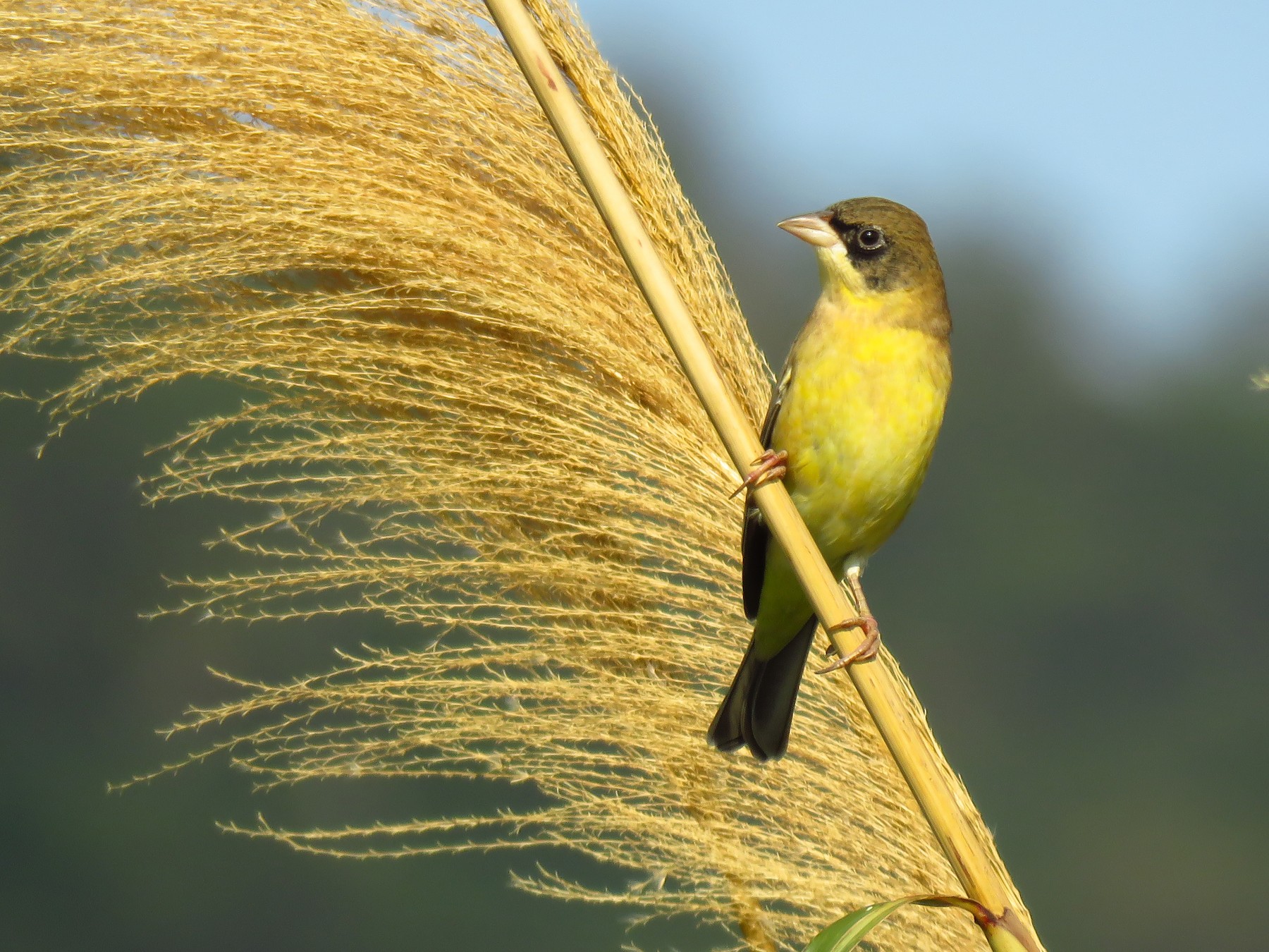Black-headed Bunting - eBird