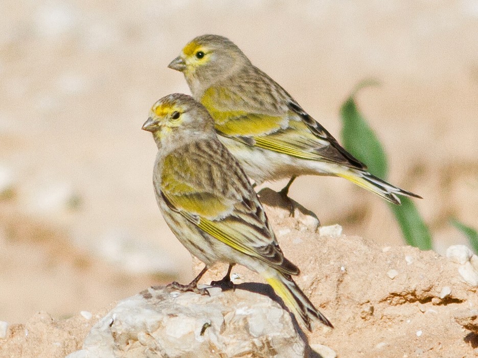 Syrian Serin - eBird