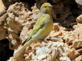 Syrian Serin - Serinus syriacus - Birds of the World