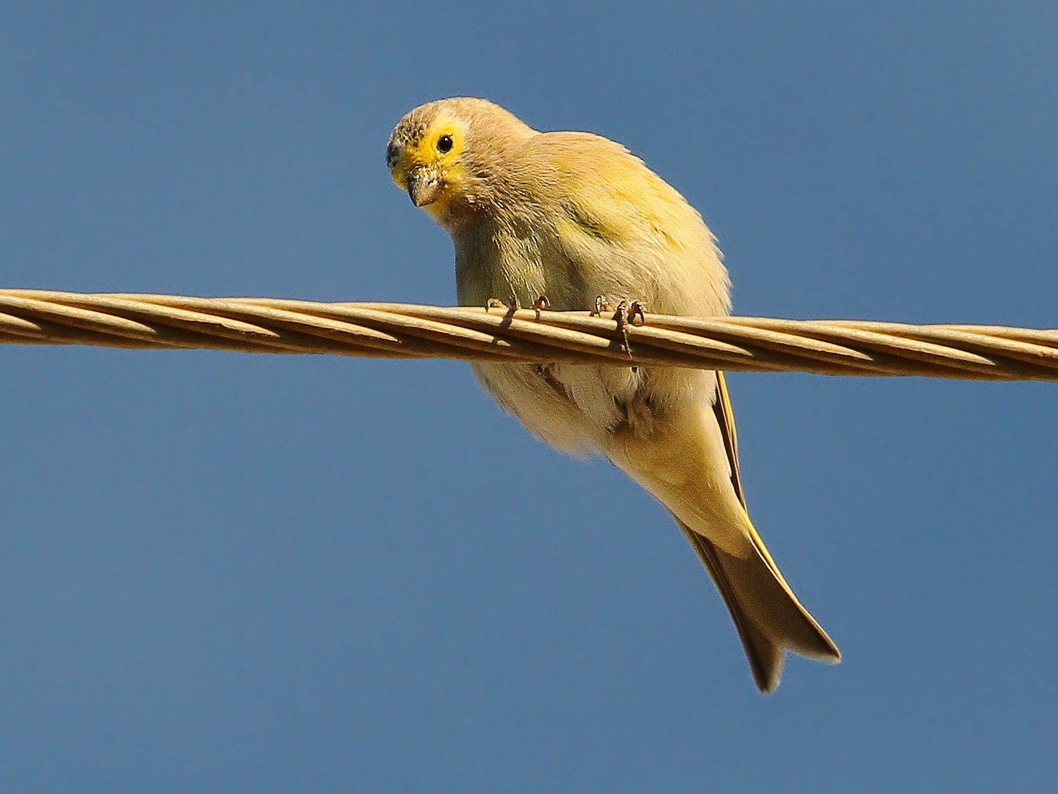 Syrian Serin - eBird