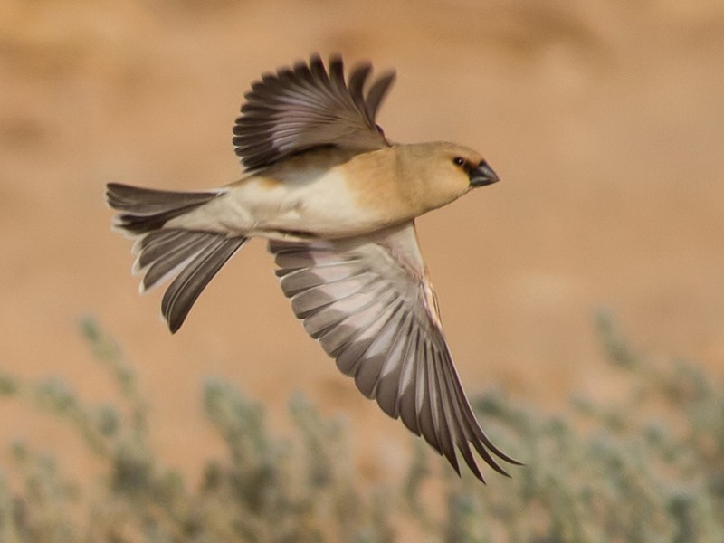 Desert Finch - eBird
