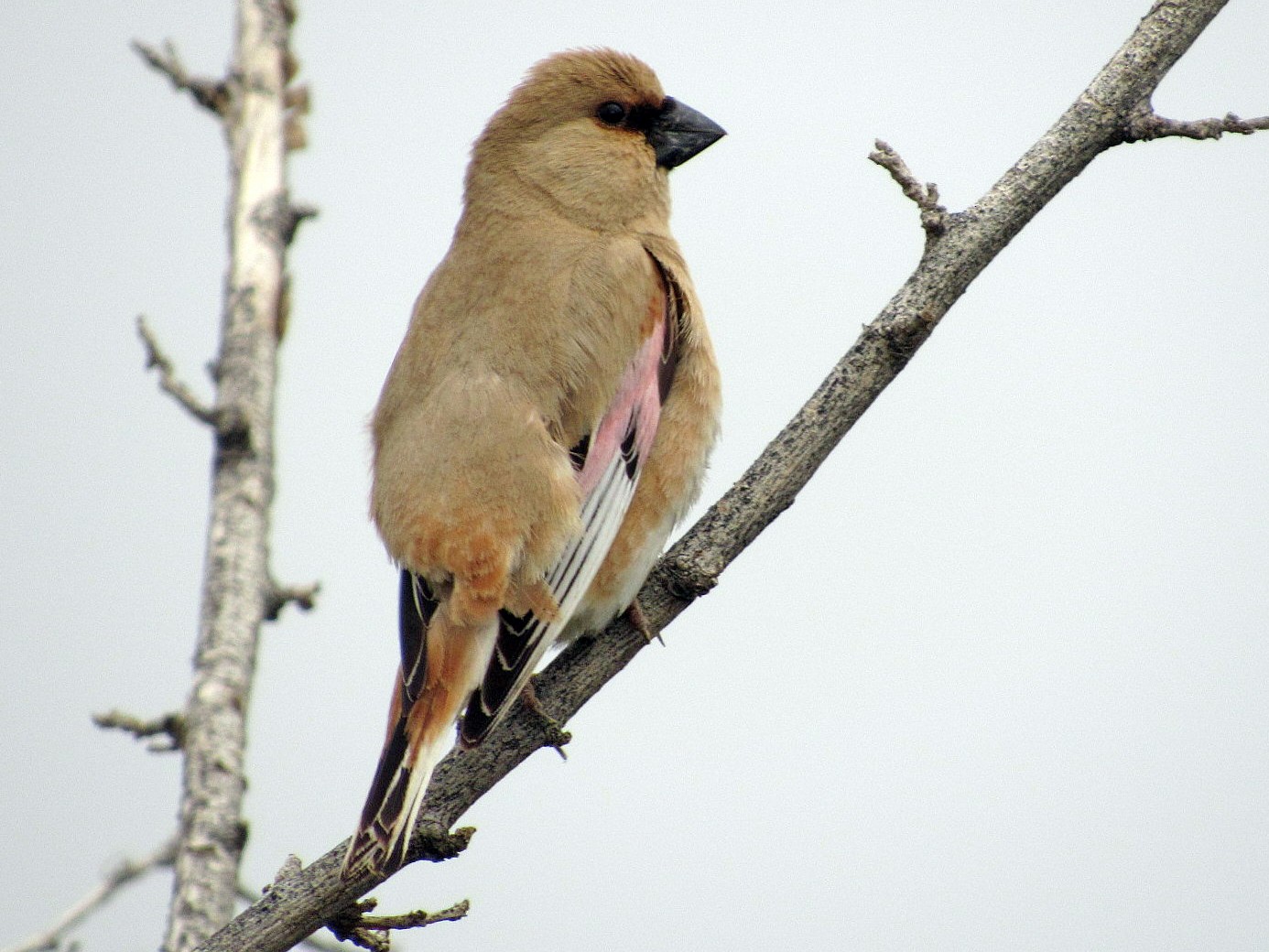 Desert Finch - eBird