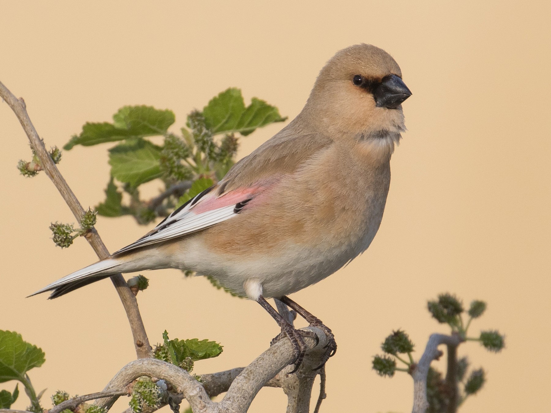 Desert Finch - eBird