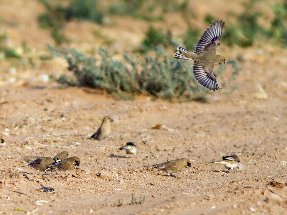 Desert Finch - eBird