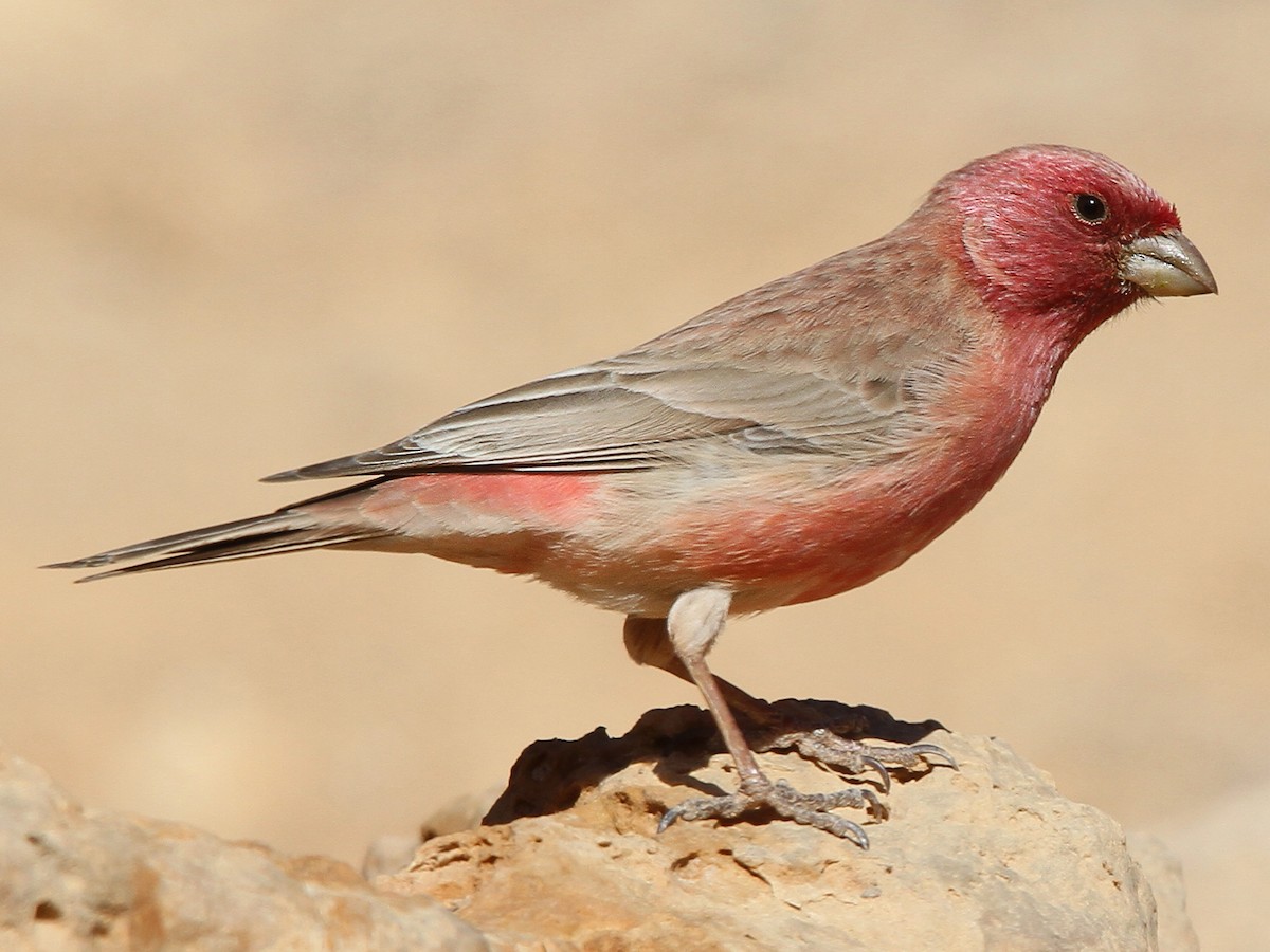 Sinai Rosefinch - Carpodacus synoicus - Birds of the World
