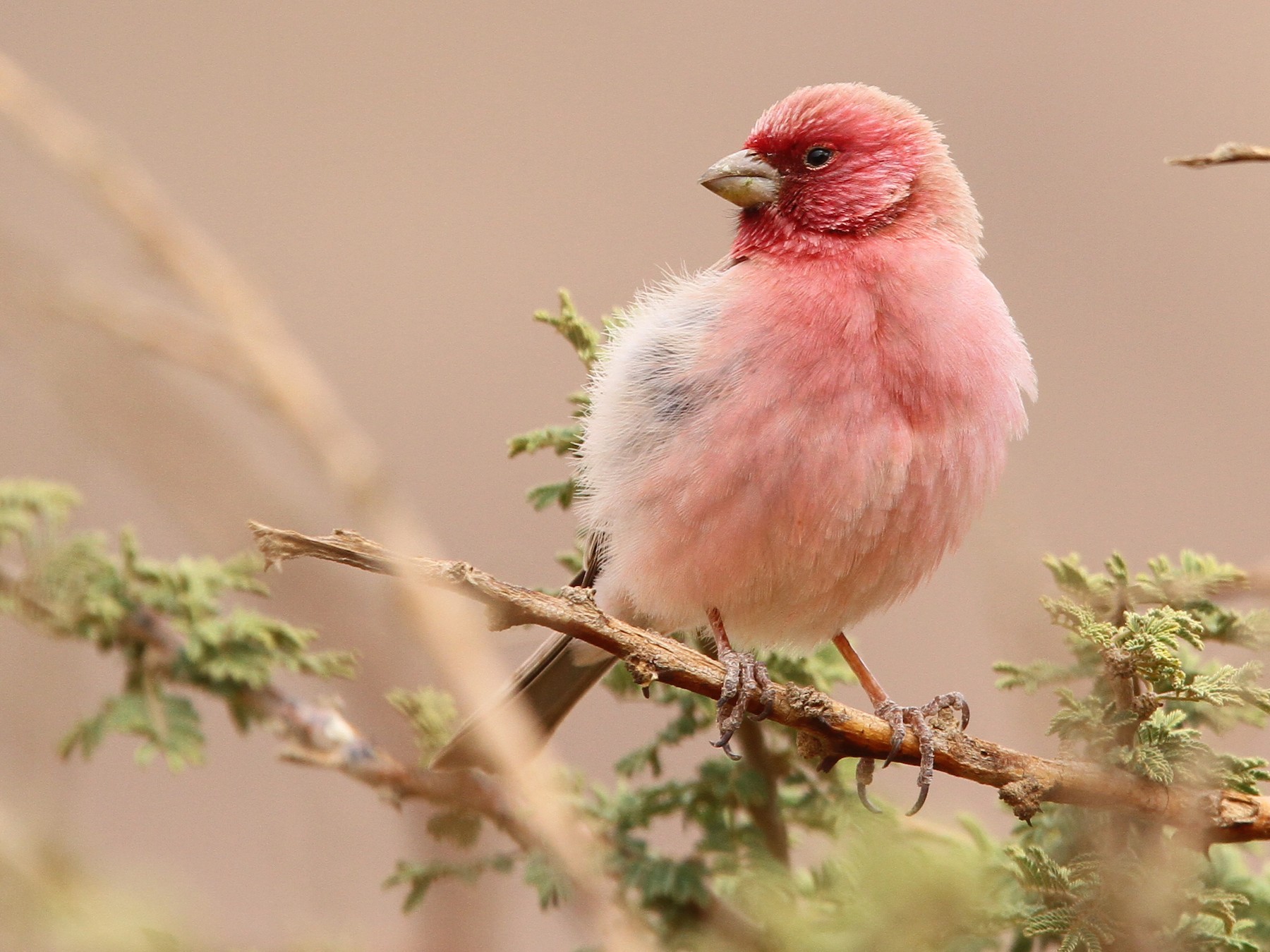 Sinai Rosefinch - eBird