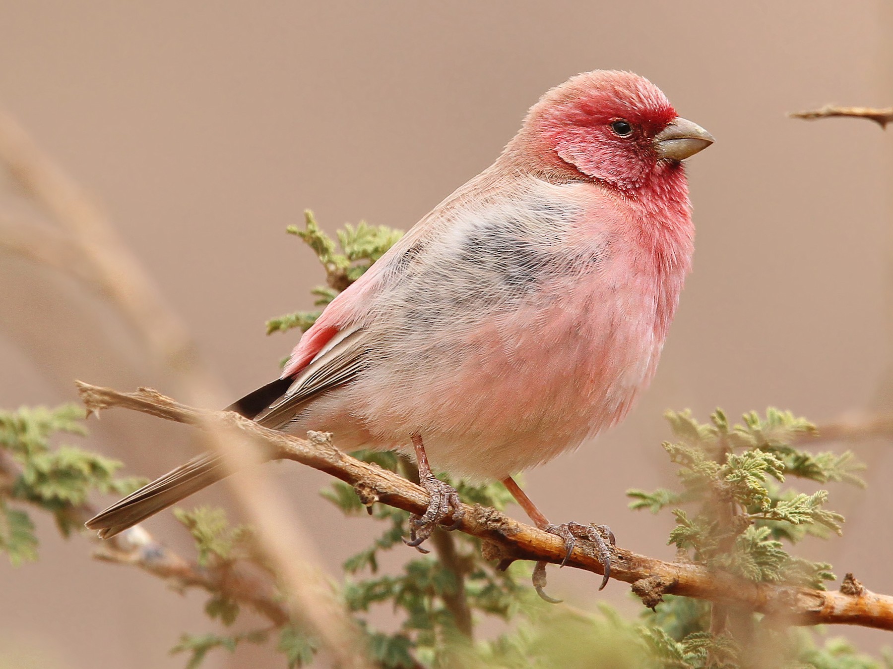 Sinai Rosefinch - eBird