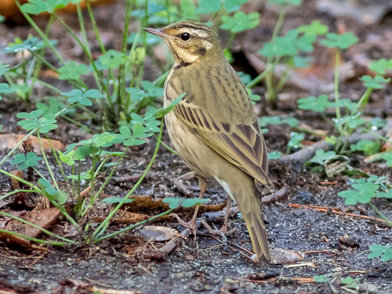 Olive-backed Pipit - eBird