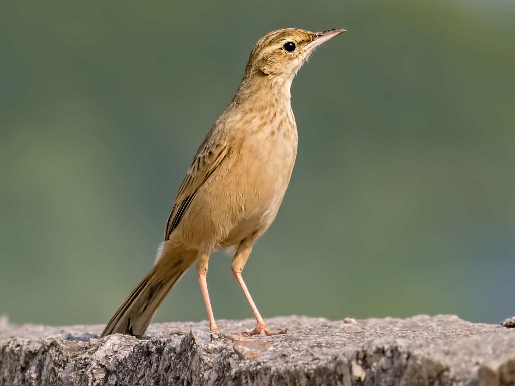 Long-billed Pipit - eBird