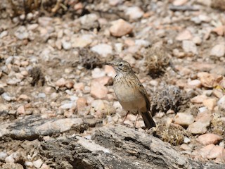 Nicholson's Pipit - eBird