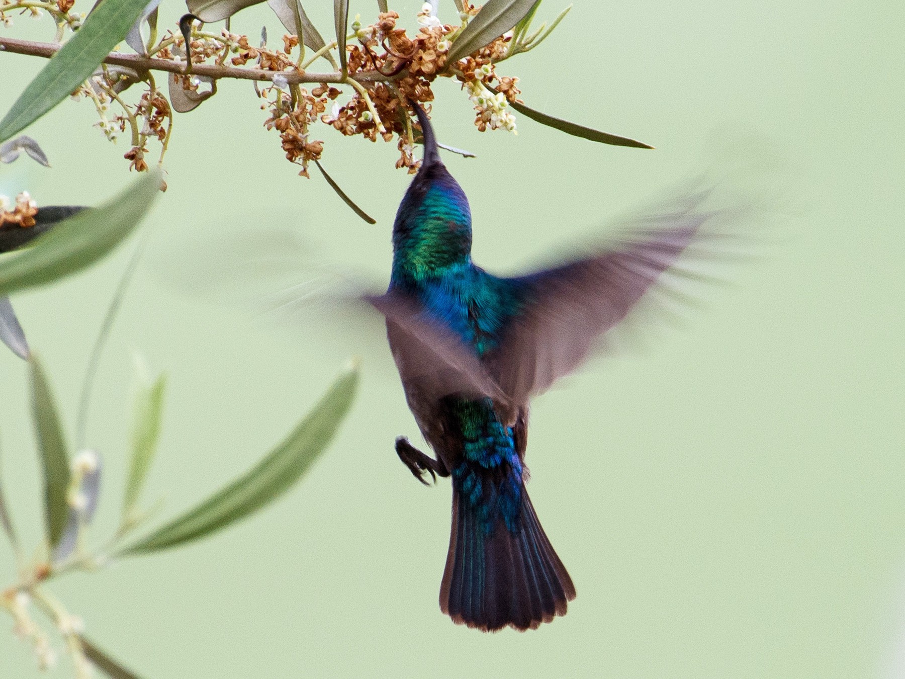 Palestine Sunbird - eBird