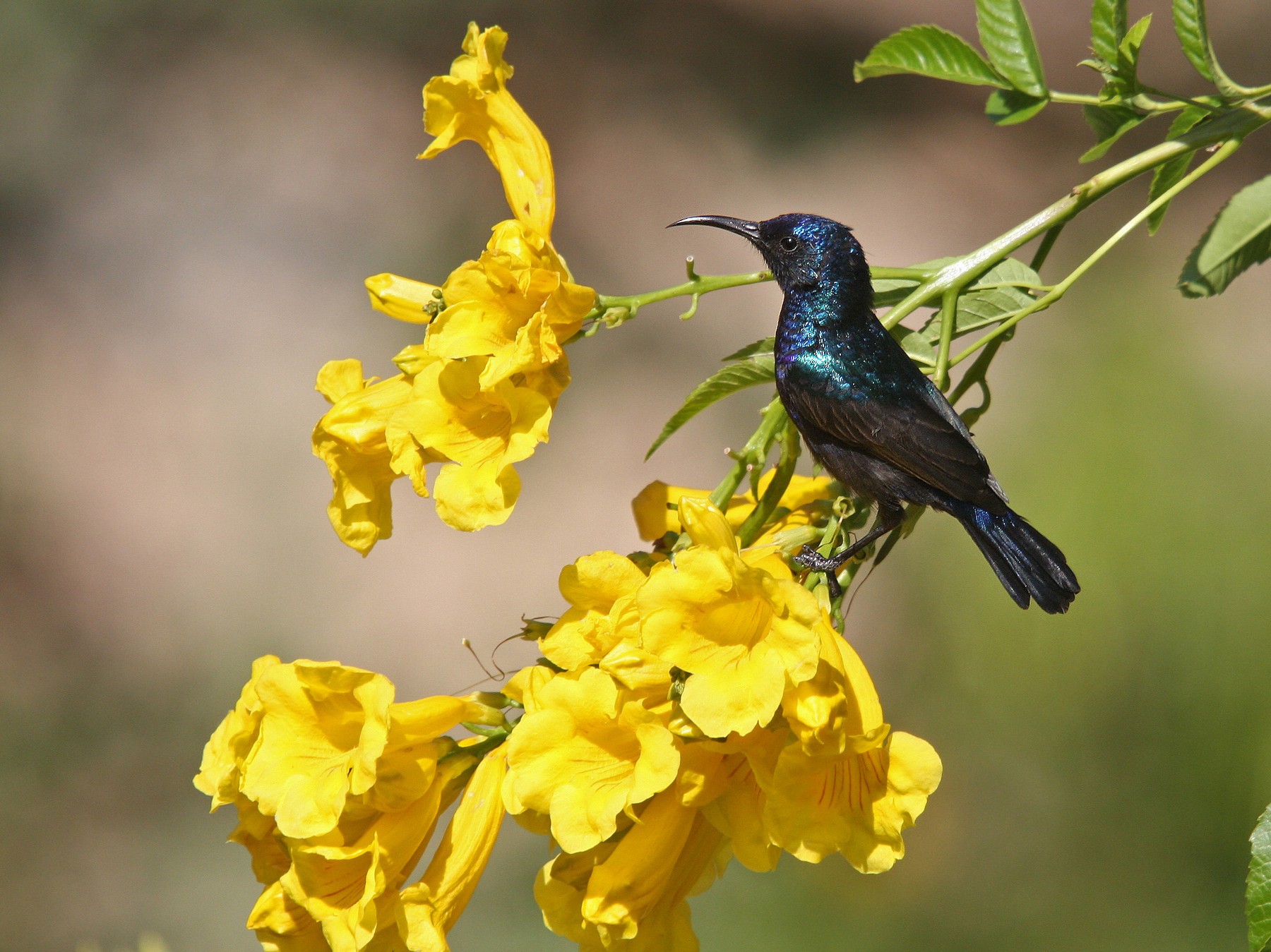 Palestine Sunbird - eBird
