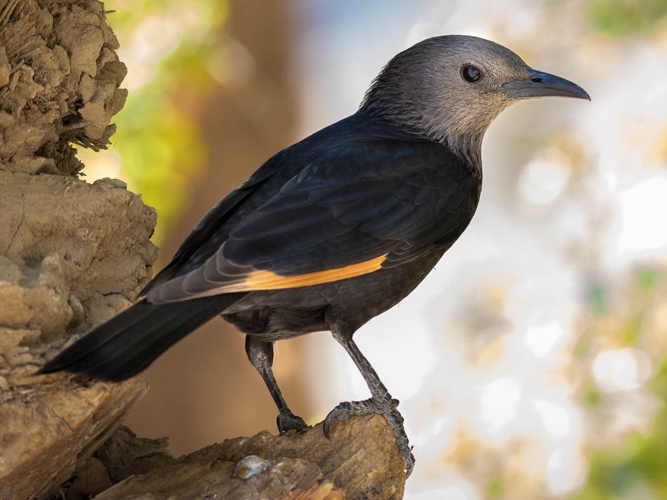Tristram's Starling - eBird