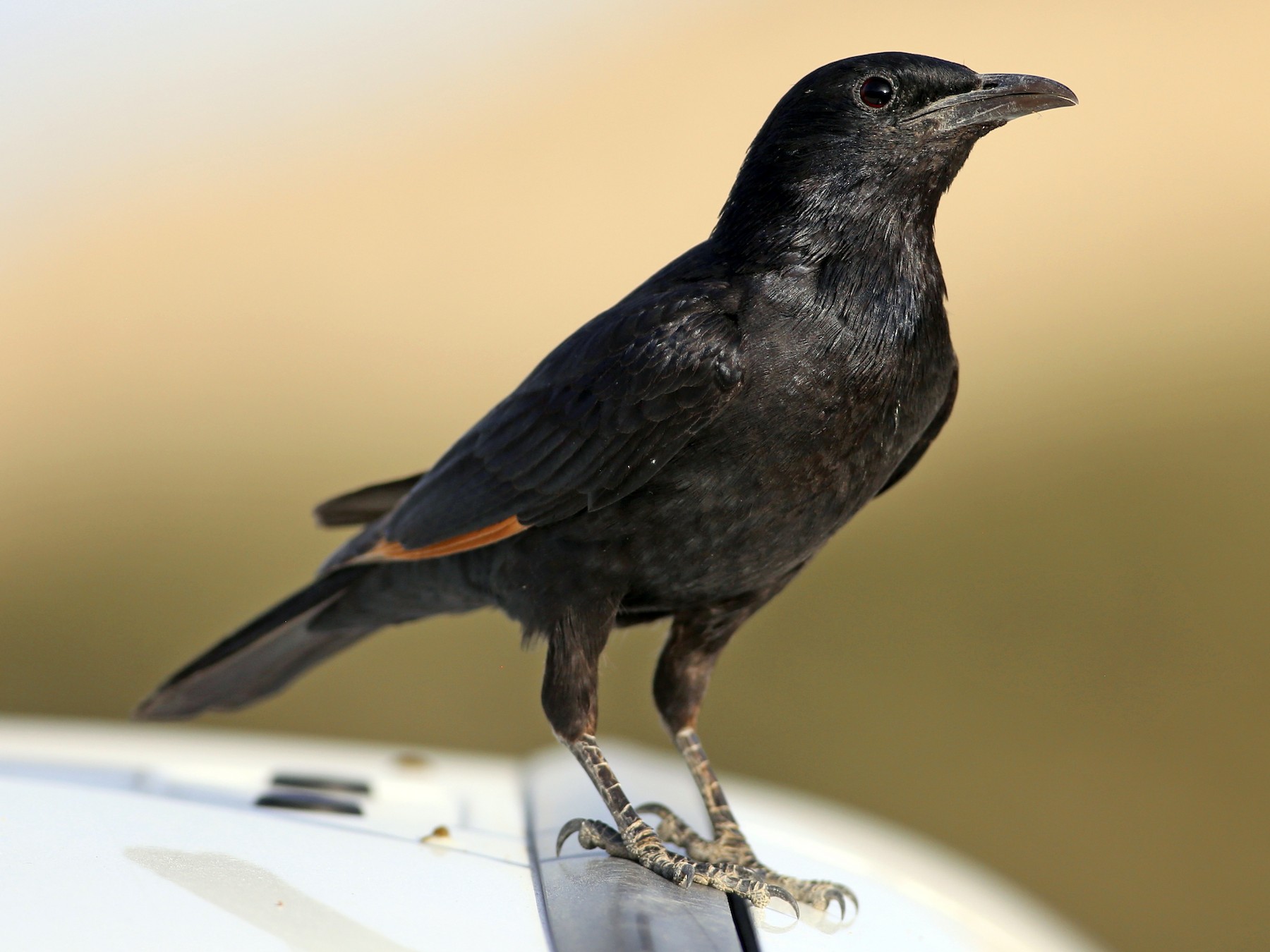 Tristram's Starling - eBird
