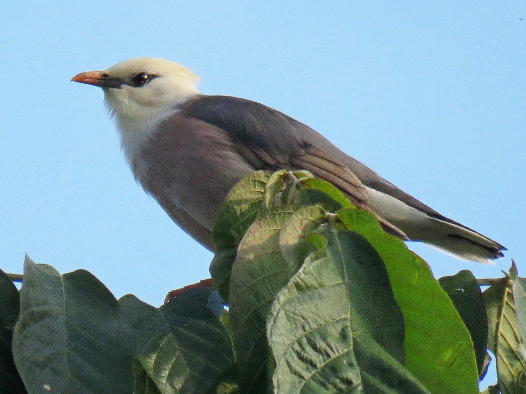 Burmese Myna - eBird