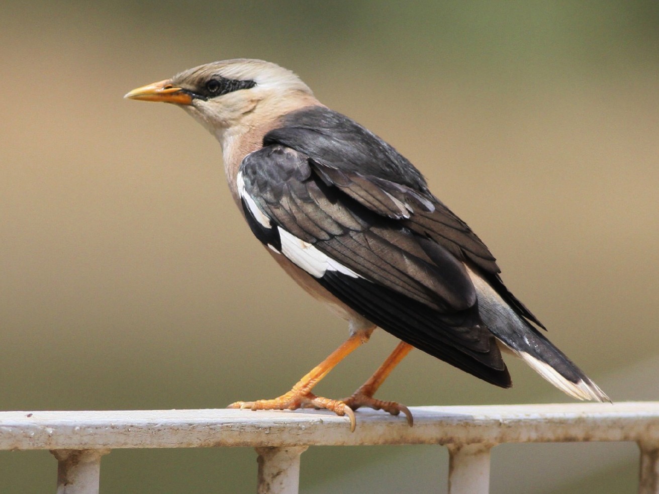 Vinous Logo SVS ONLINE logo - Venous News