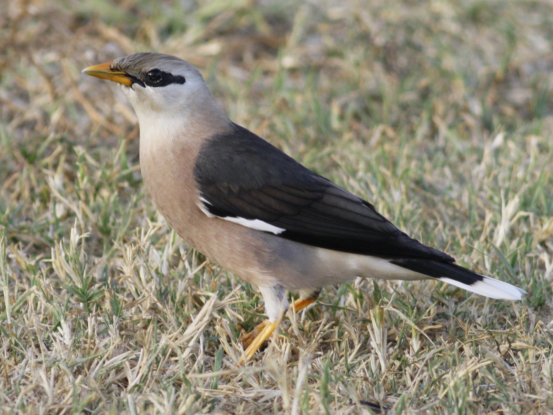 Burmese/Vinous-breasted Myna - eBird