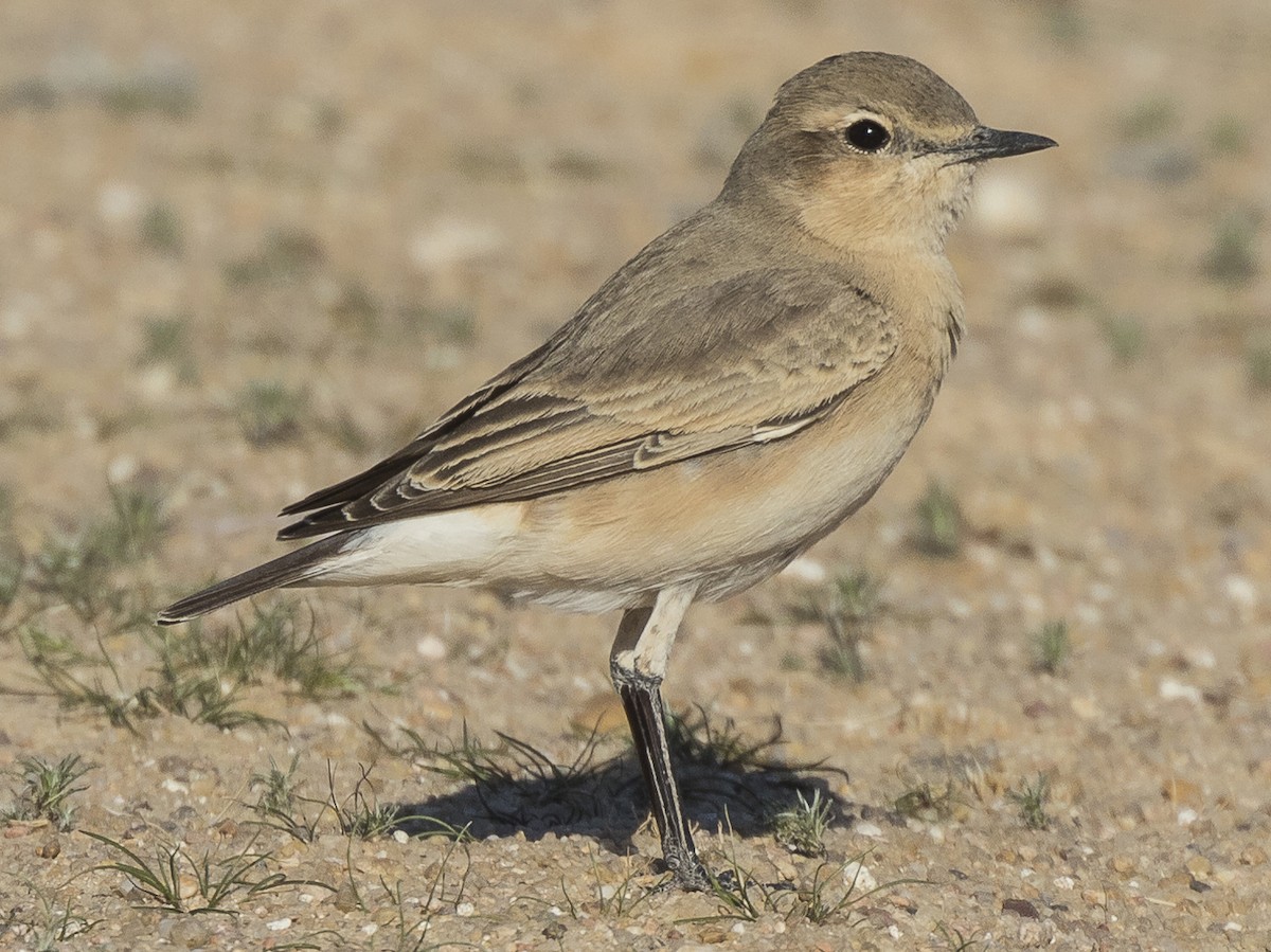 Isabelline Wheatear - Oenanthe isabellina - Birds of the World