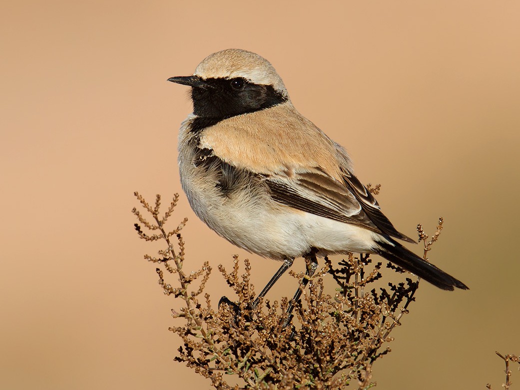 Desert Wheatear - eBird