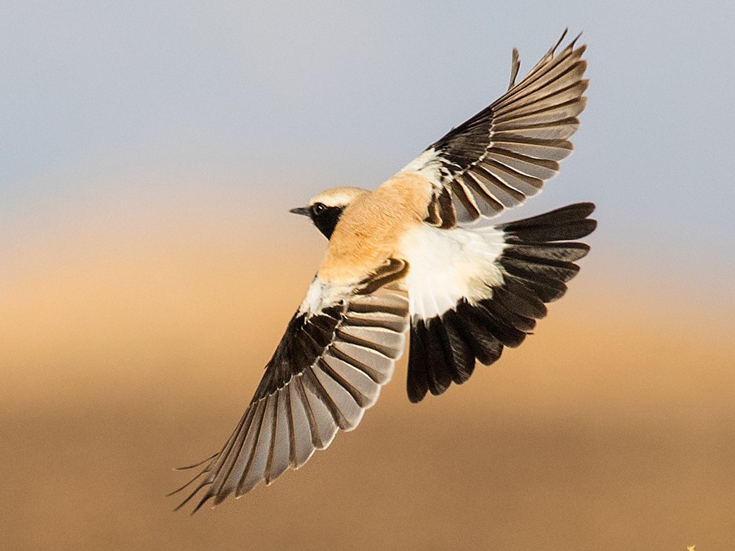 Desert Wheatear - eBird