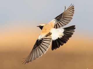 Desert Wheatear - eBird