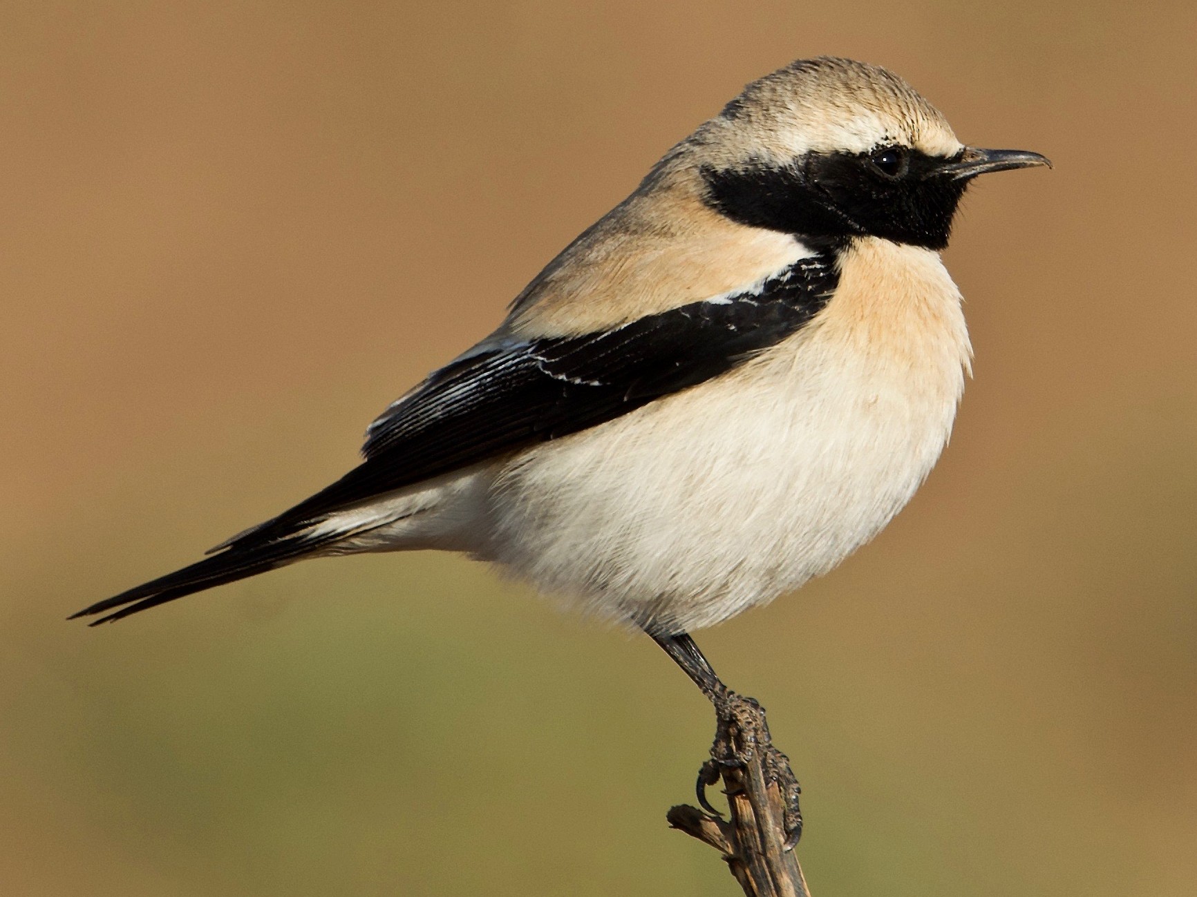 Desert Wheatear - eBird