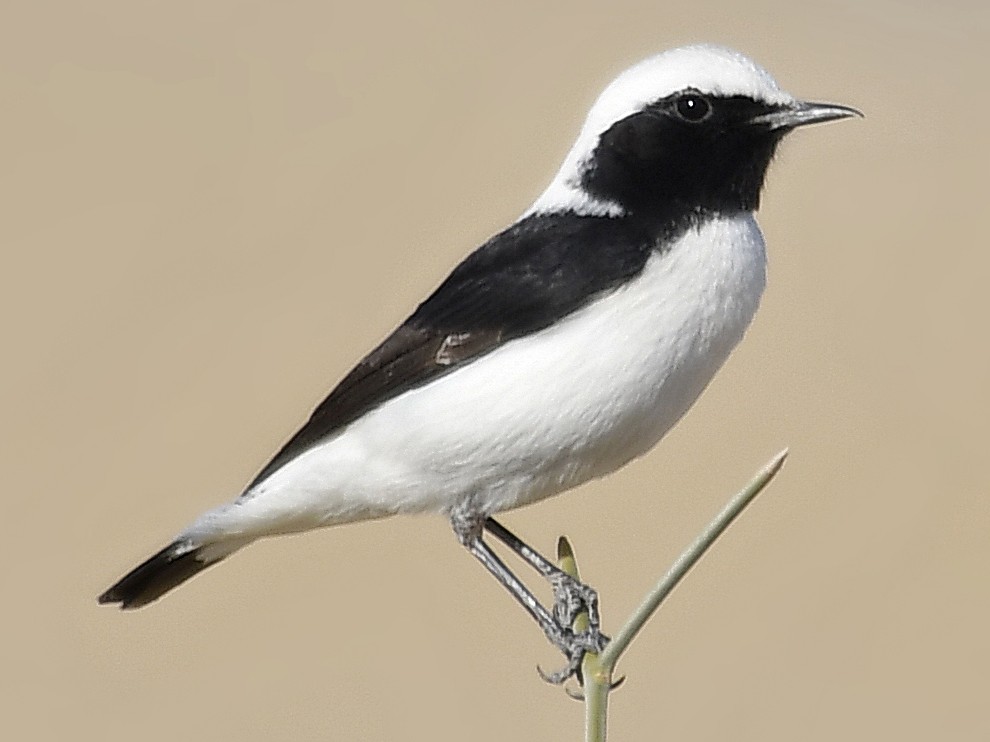 Finsch's Wheatear - Oenanthe finschii - Birds of the World