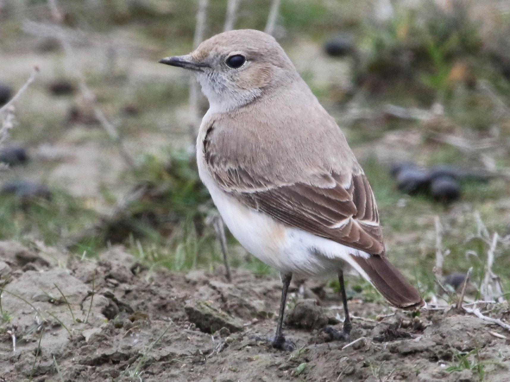 Finsch's Wheatear - eBird