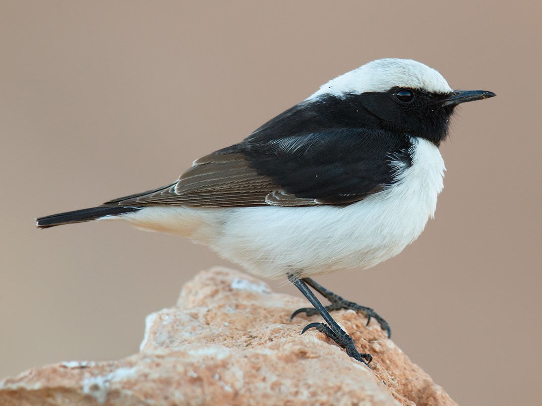 Mourning Wheatear - eBird