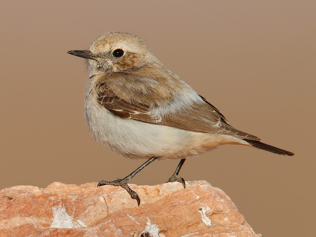 Mourning Wheatear - eBird