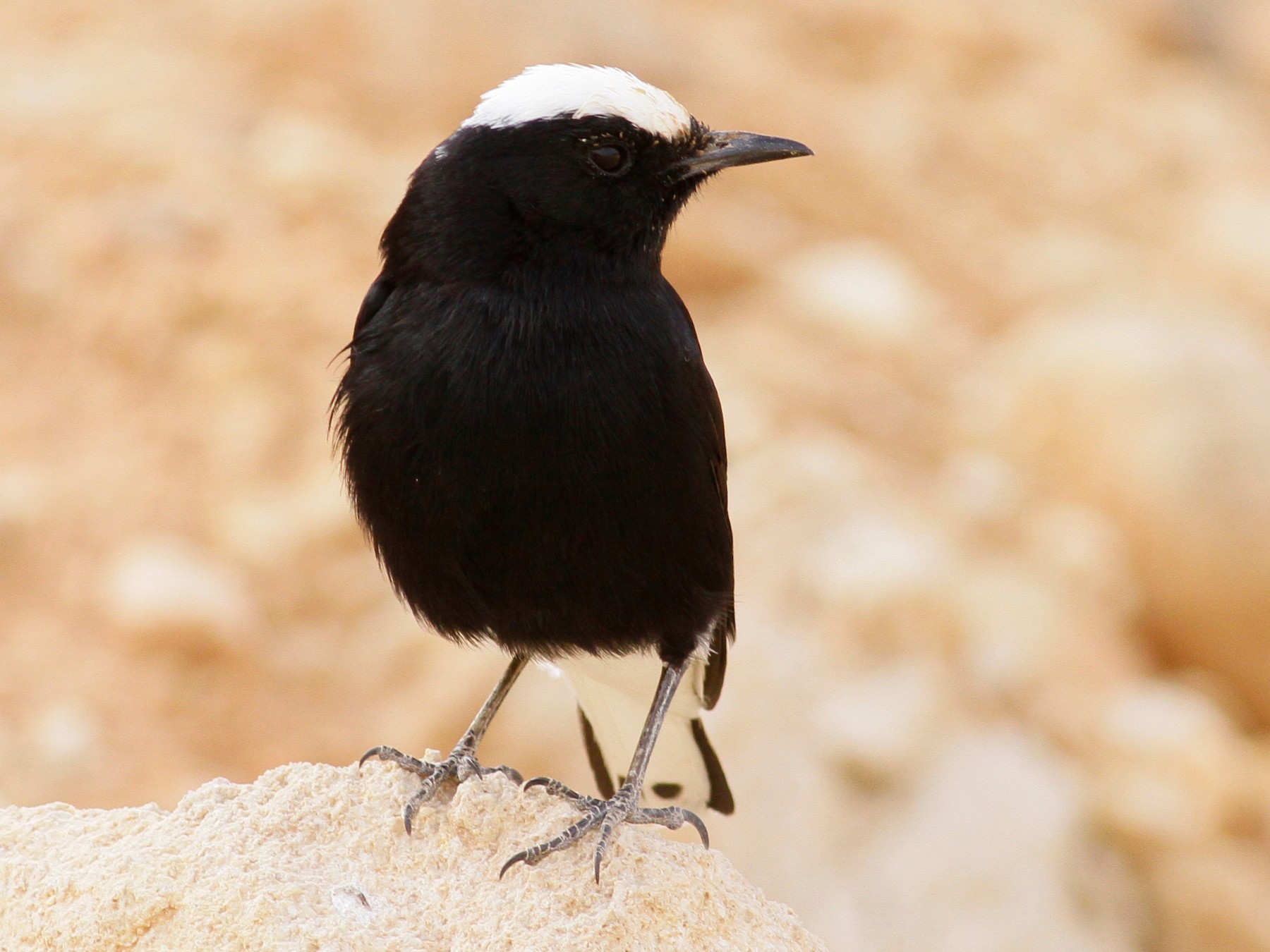 White-crowned Wheatear - eBird