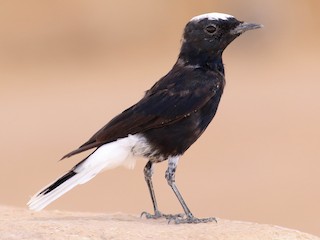 White-crowned Wheatear - Oenanthe leucopyga - Birds of the World