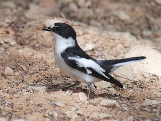 Semicollared Flycatcher - eBird
